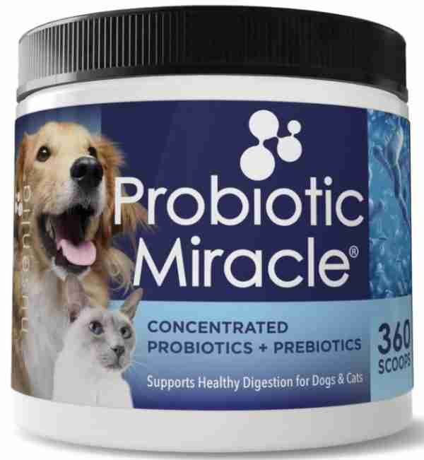 Probiotici per animali – Perché sono importanti e quali scegliere ...